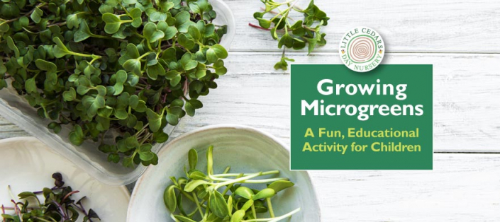 Growing Microgreens: a Fun, Educational & Tasty Activity for Under-Fives