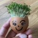 Cress ‘Egg Heads’ Activity for Under-5s: Fun, Educational & Tasty!