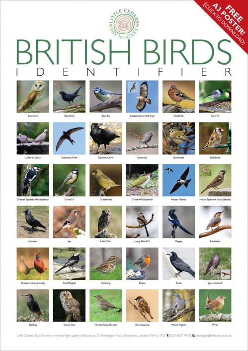Free Bird-Spotting Activity Poster for Children incl. Under-5s