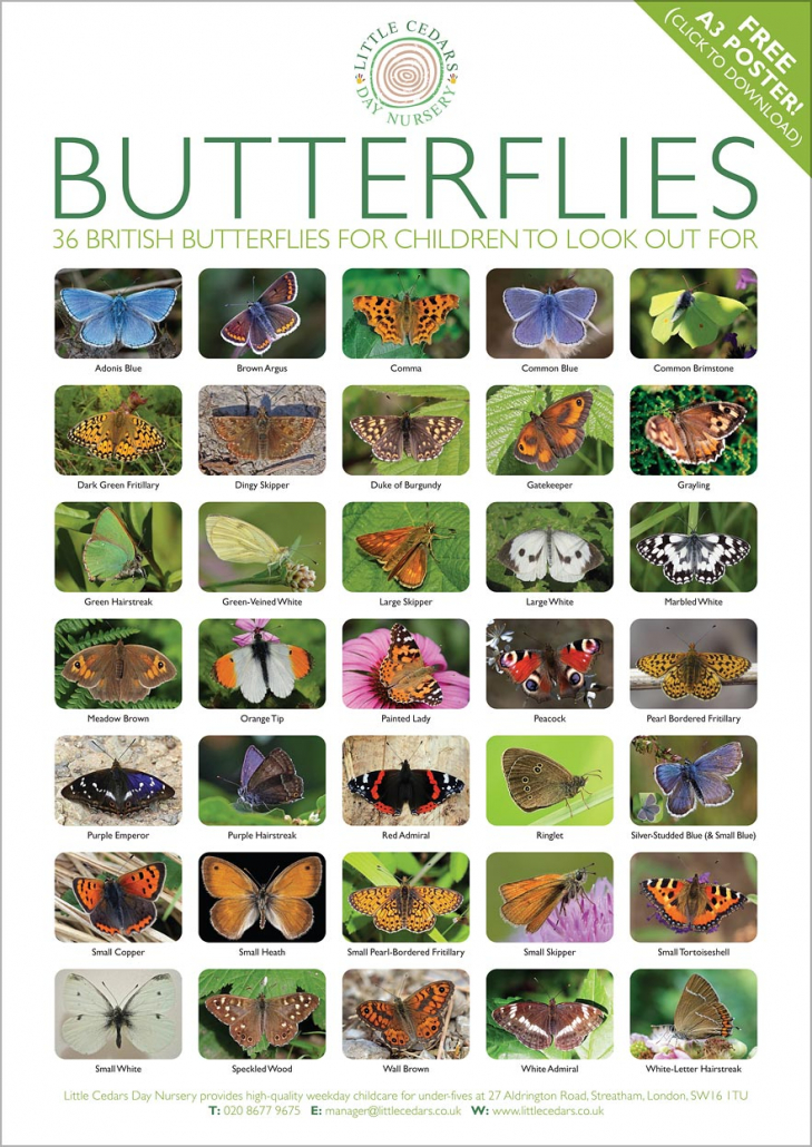Free Butterfly-Spotting Activity & Poster for Children incl. Under-5s