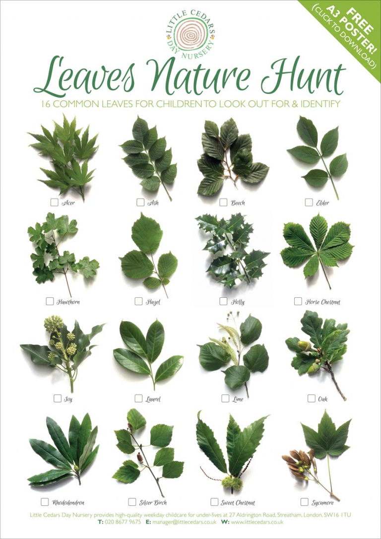 'Leaves Nature Hunt' Children's Activity with Free Poster Download